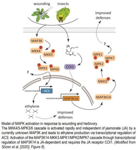 Defense, fast and slow: activation of different MAPK pathways in ...