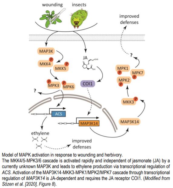 Defense, fast and slow: activation of different MAPK pathways in ...