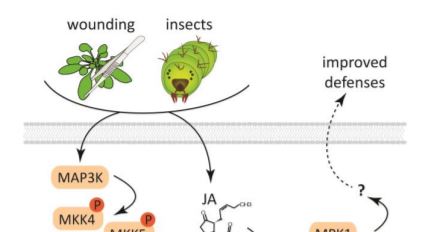 Defense, fast and slow: activation of different MAPK pathways in ...
