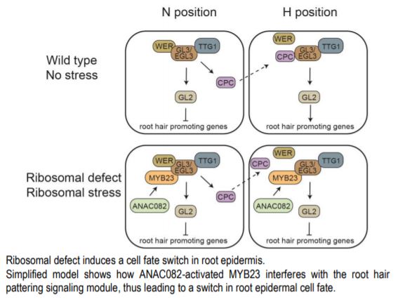 Twist of Fate: Ribosomal Stress Reprograms Root Hair Pattering | Plantae