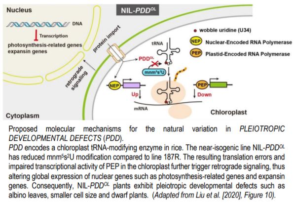 The Butterfly Effect: Natural Variation of a Chloroplast tRNA-Modifying ... The Butterfly Effect: Natural Variation of a Chloroplast tRNA-Modifying ...