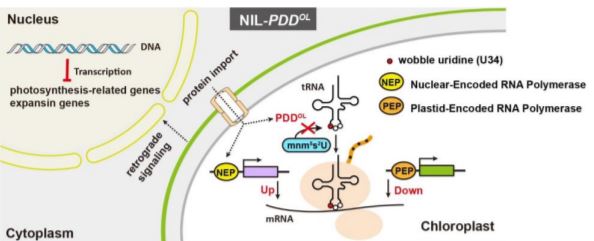 The Butterfly Effect: Natural Variation of a Chloroplast tRNA-Modifying ... The Butterfly Effect: Natural Variation of a Chloroplast tRNA-Modifying ...