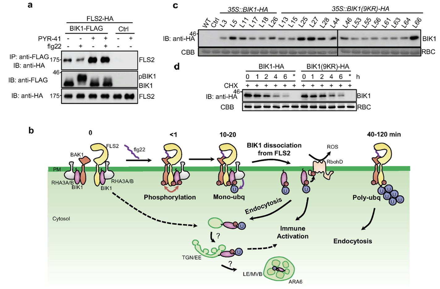 Ligand-induced monoubiquitination of BIK1 regulates plant immunity ...