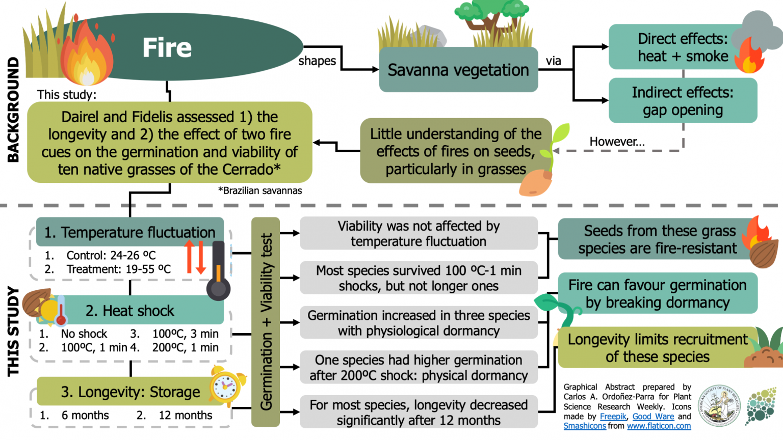 How does fire affect germination of grasses in the Cerrado? ($) (Seed ...