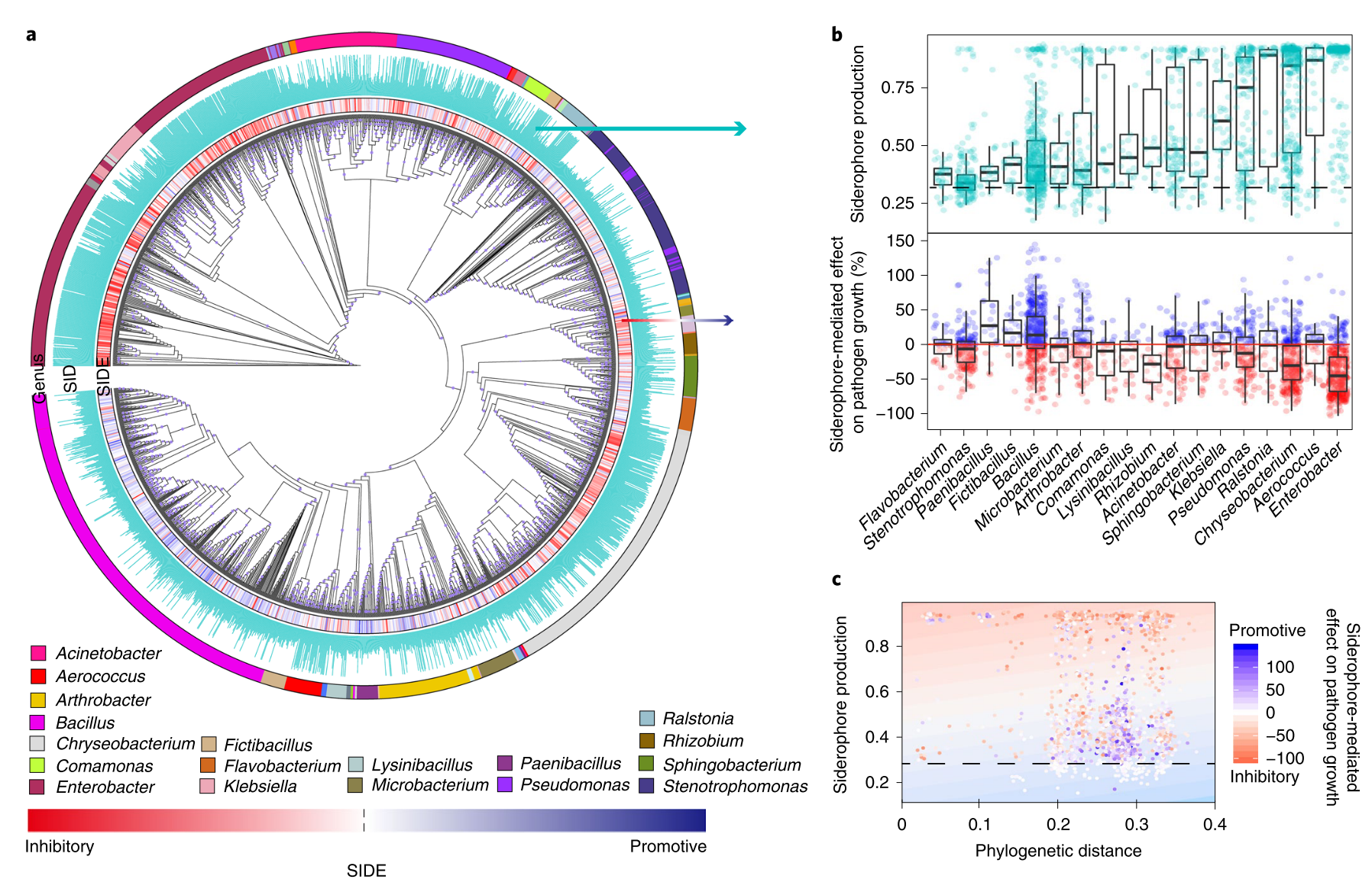 Rhizosphere microbiome protects plants from a pathogen via iron ...