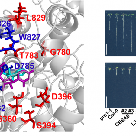 Plantae | Xylan and lignin deposition are independent of cellulose in ...