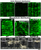 “Order by disorder”- intrinsically disordered proteins (Plant Physiol ...