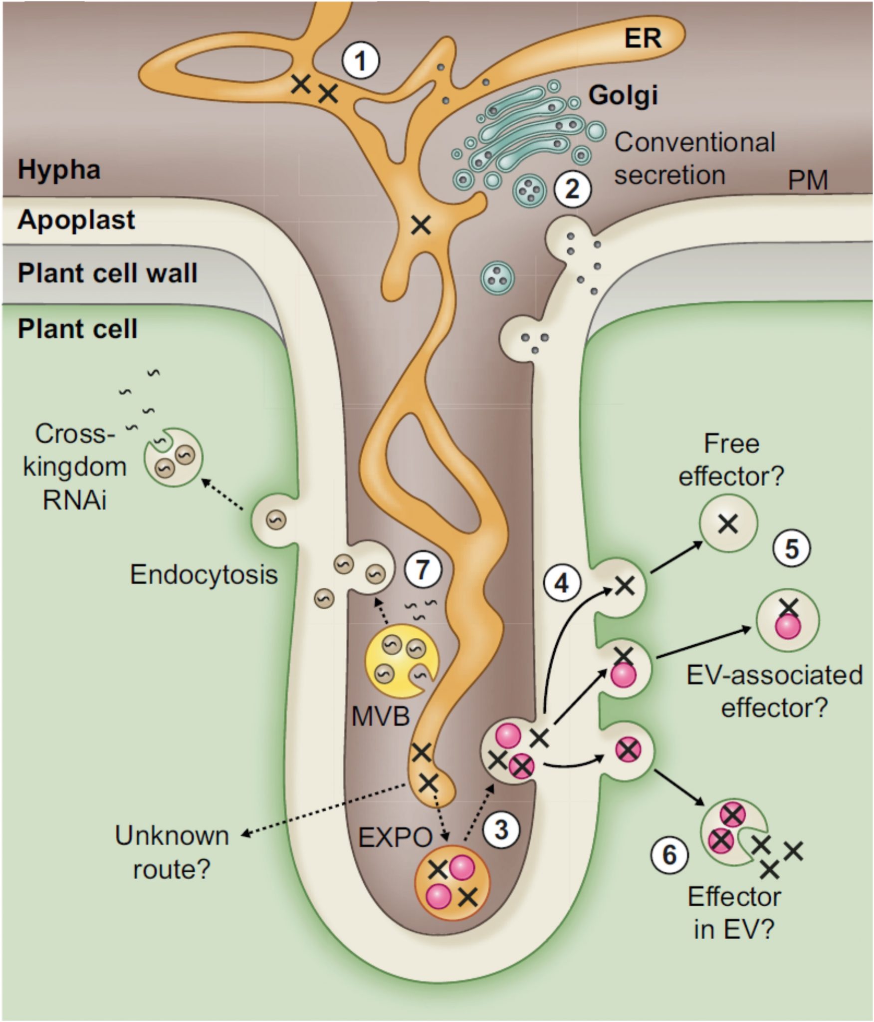Review: Devastating intimacy: the cell biology of plant–Phytophthora ...