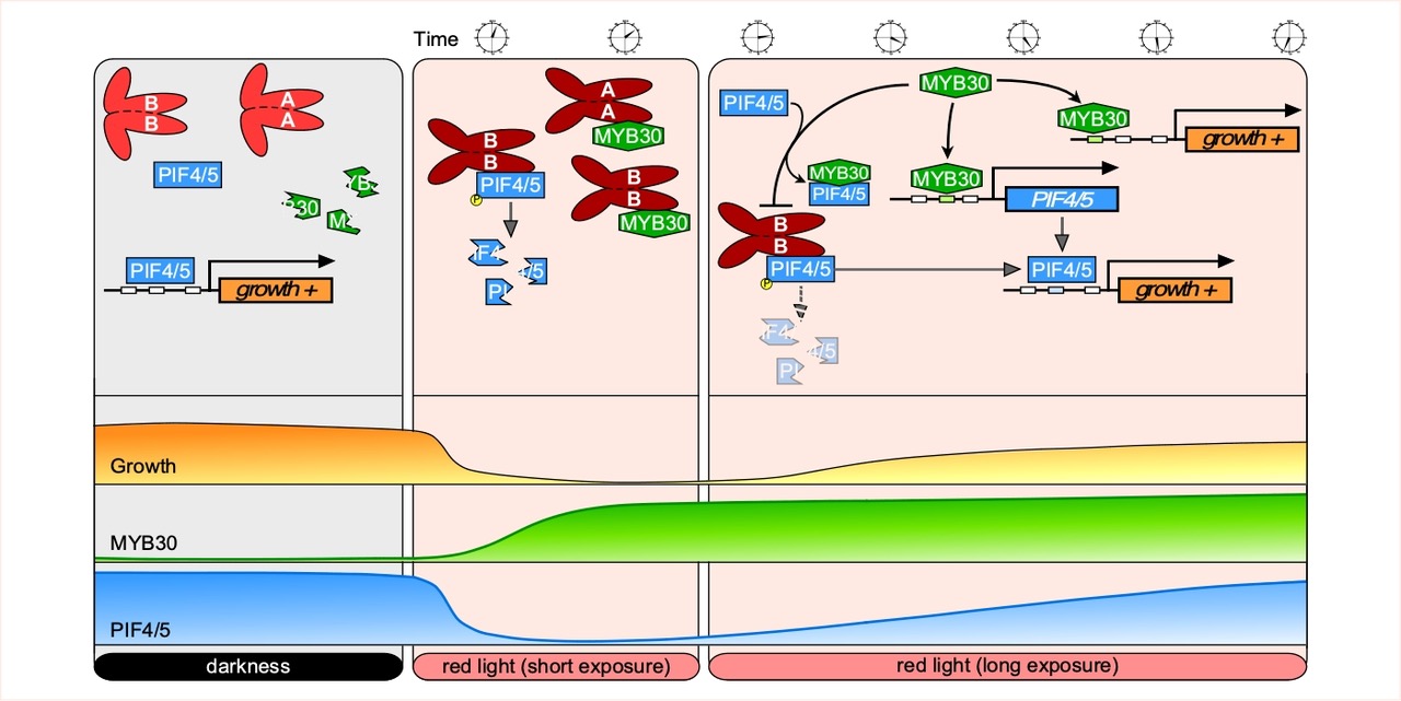 MYB30 Promotes PIF4 and PIF5 Accumulation in the Light | Plantae