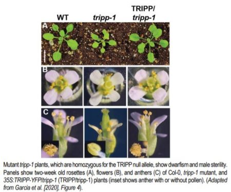 It’s a TRAPP! Arabidopsis Transport Protein Particle (TRAPP) Complexes ...