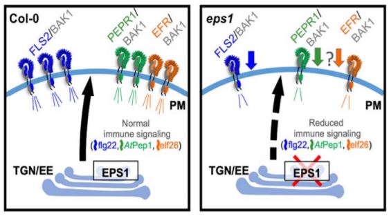 EPSIN1 contributes to plant immunity by modulating the abundance of ...