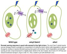 Sugar Is Sweeter: Plants Open Their “Mouths” for Glucose, Not Malate ...