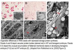 Breaking the Mold: Reduced Protein Storage in Brassica napus Seed ...