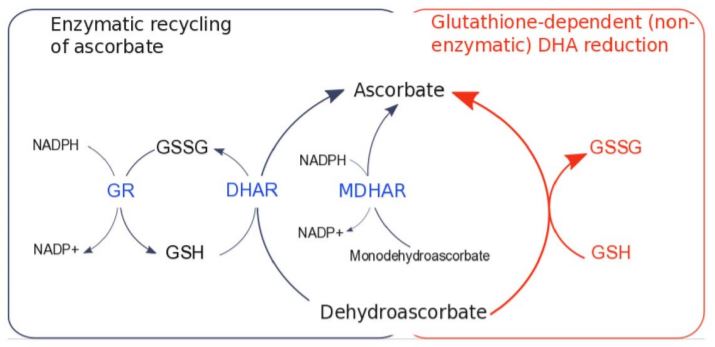 What Are the Roles for Dehydroascorbate Reductases and Glutathione in ...