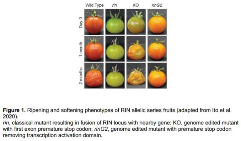 Modifying ripening through modular transcription | Plantae