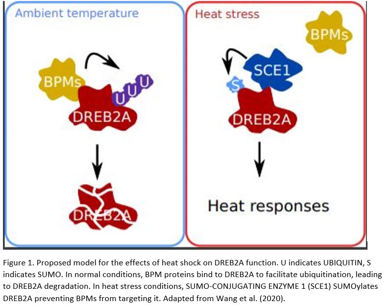 Hot on the trail of DREB2A protein stability | Plantae