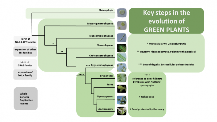 Review: Sequencing and analyzing the transcriptomes of a thousand plant ...