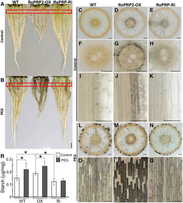 An Intrinsically Disordered Protein Interacts with the Plant ...