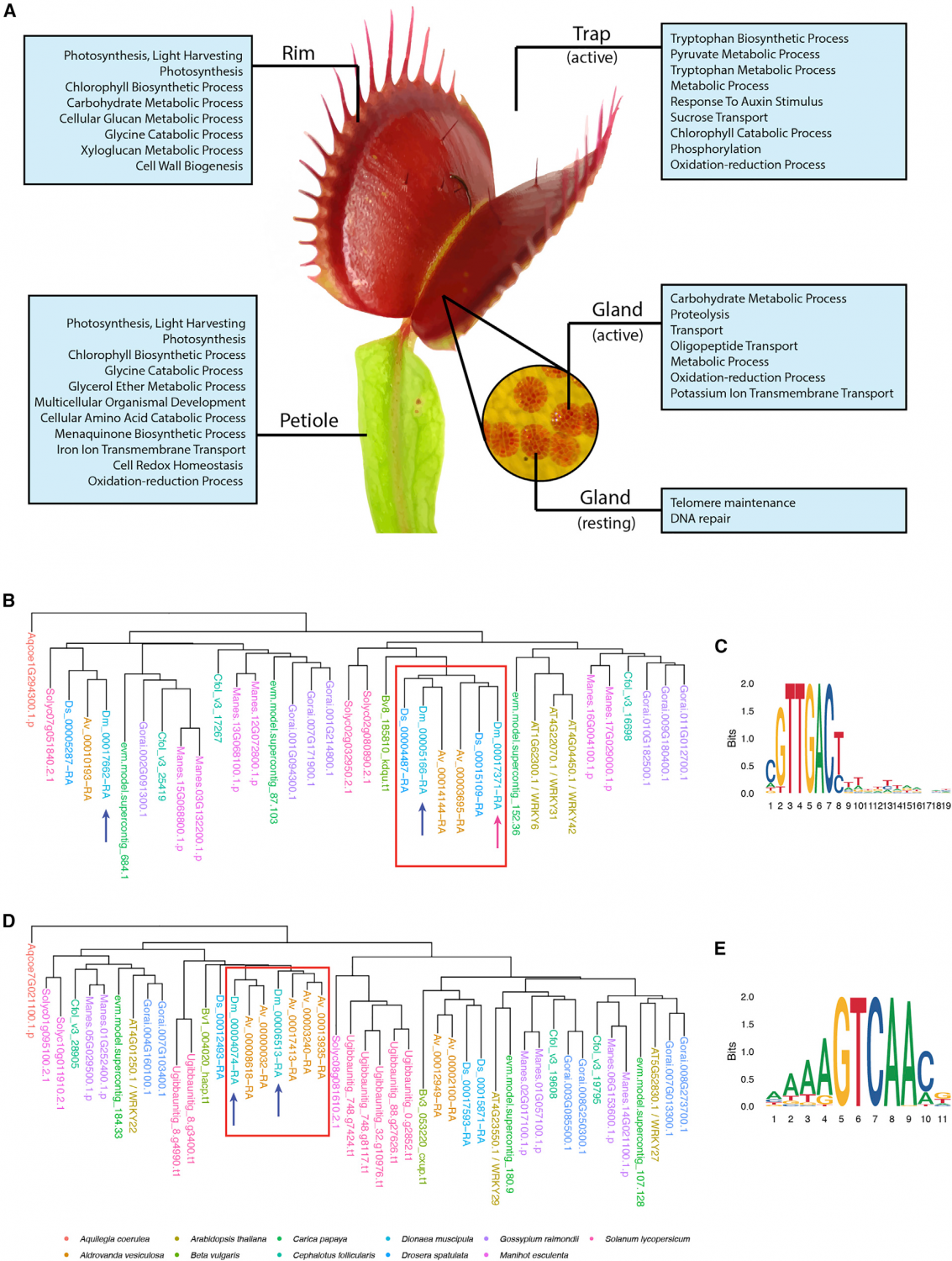 Plant Science Research Weekly: June 5th | Plantae