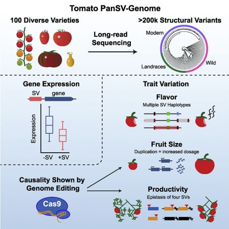 Major impacts of widespread structural variation on gene expression and ...