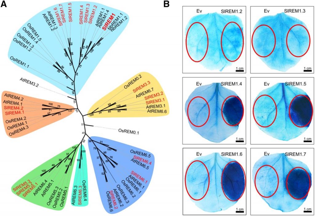 Remorin and Plant Death | Plantae