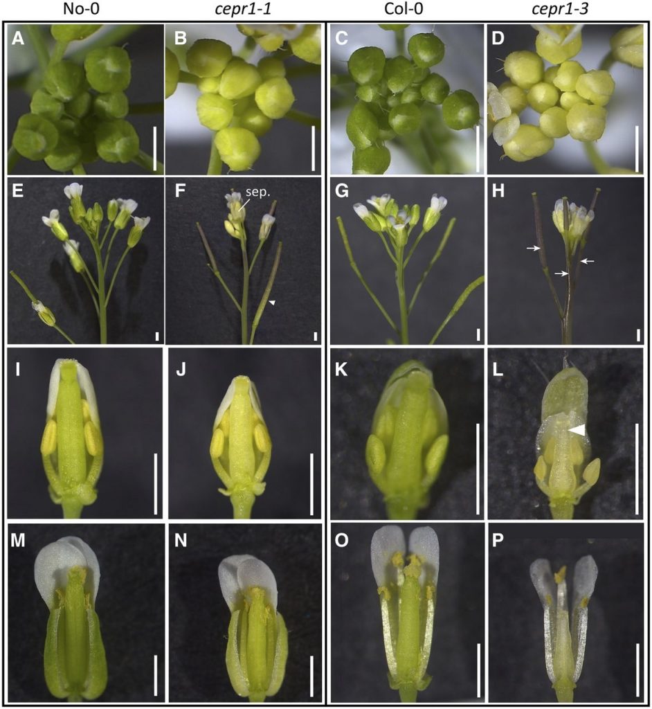 A Peptide Hormone Receptor Controls Seed Size and Yield | Plantae