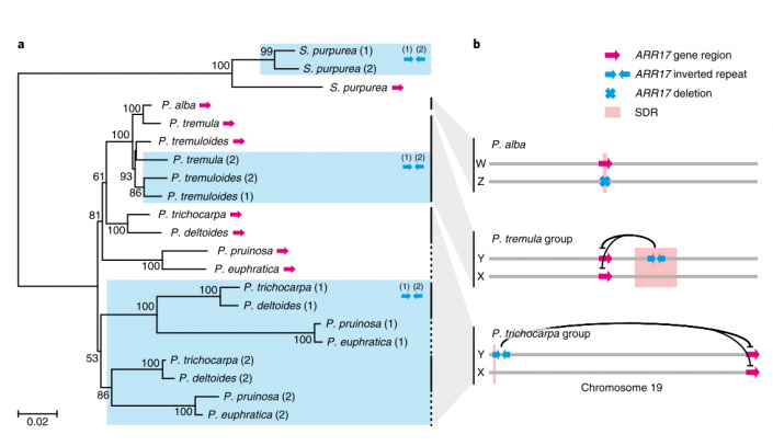 A single gene underlies the dynamic evolution of poplar sex ...