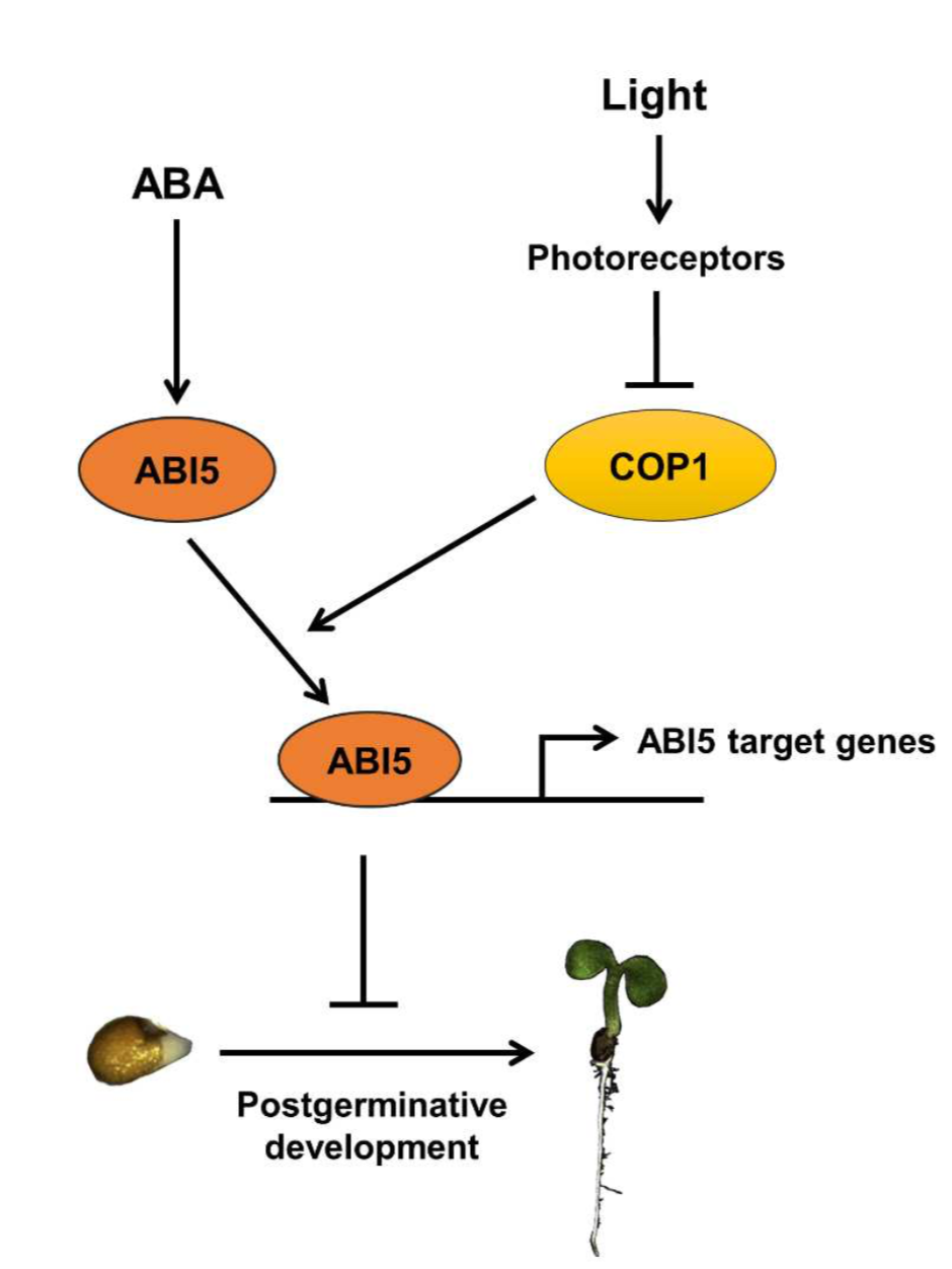 Post germination seedling establishment by ABA in response to light ...