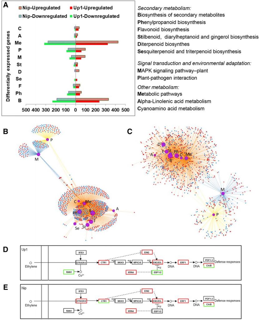 Roots, Bacteria, Ethylene, and Rhizosheath Formation | Plantae