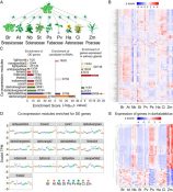 An aphid RNA transcript migrates systemically within plants and is a ...