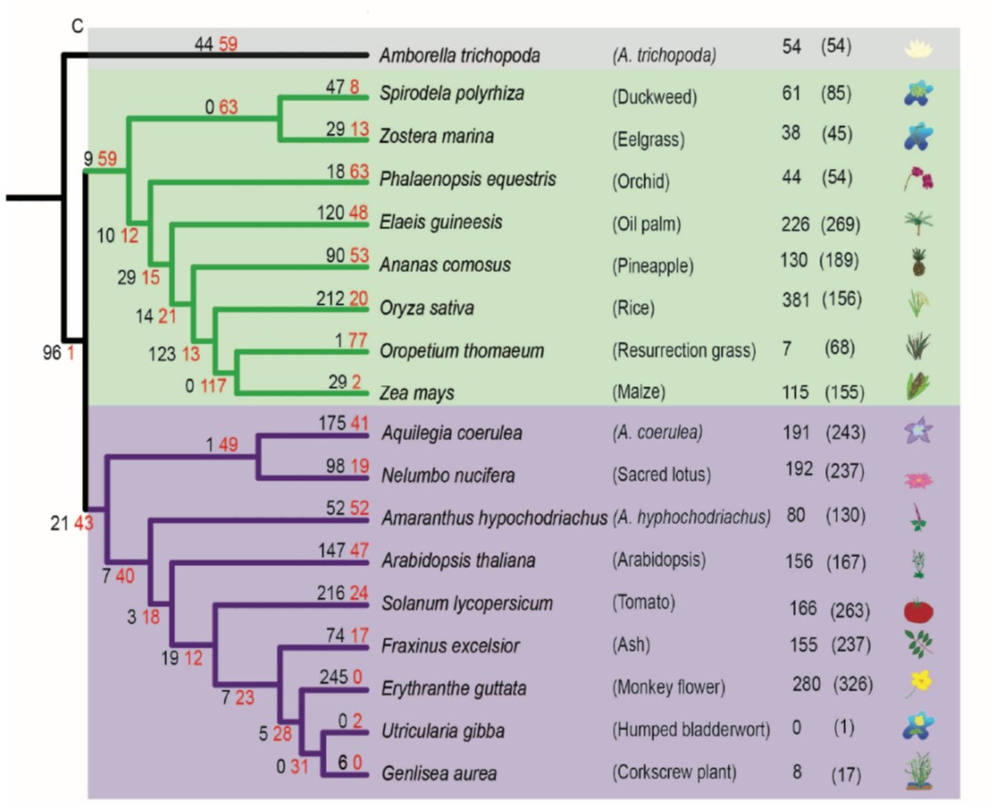 Convergent loss of plant immune receptors and signaling pathways (Plant ...