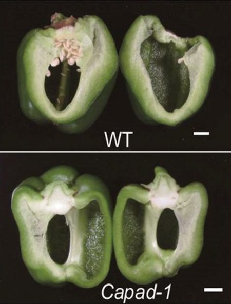 A gene knock-out that leads to seedless parthenocarpic fruits in ...
