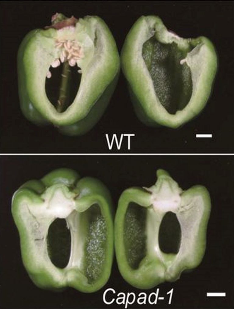 A gene knock-out that leads to seedless parthenocarpic fruits in ...