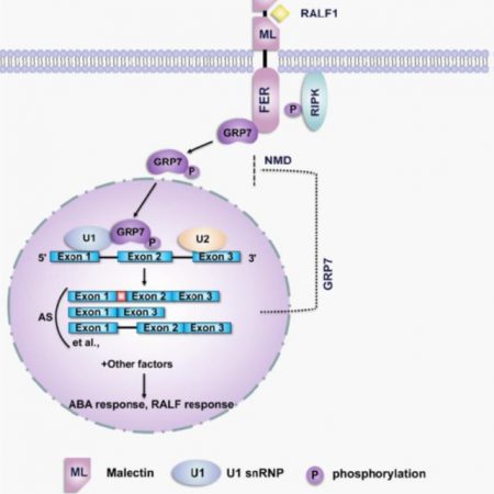 Plantae | Mechanisms of RALF peptide perception by a heterotypic ...