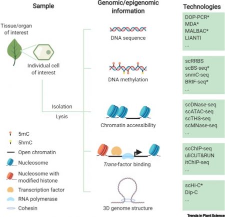 Review Single-cell genomics and epigenomics: Technologies and ...