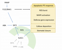 STRESS INDUCED FACTOR 2 regulates arabidopsis stomatal immunity through ...