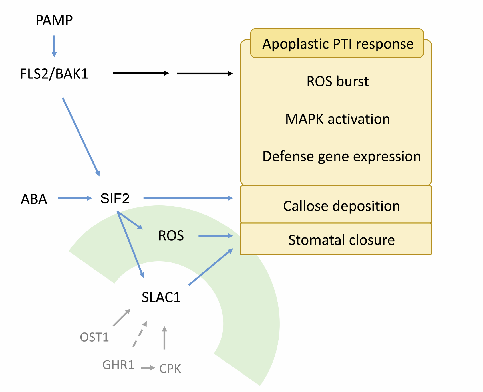 STRESS INDUCED FACTOR 2 regulates arabidopsis stomatal immunity through ...