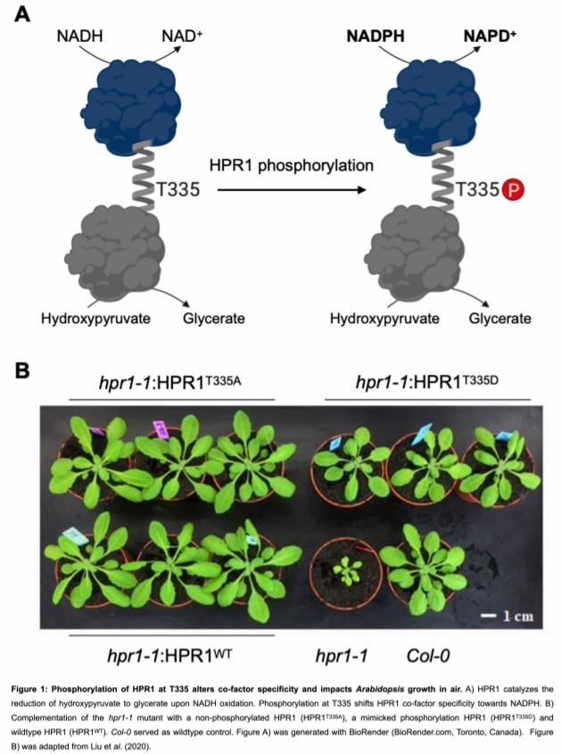Phosphoregulation within the photorespiratory cycle: regulate smarter ...