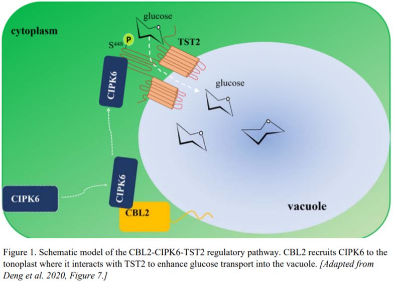 CBL2-CIPK6-TST2-mediated regulation of sugar homeostasis | Plantae