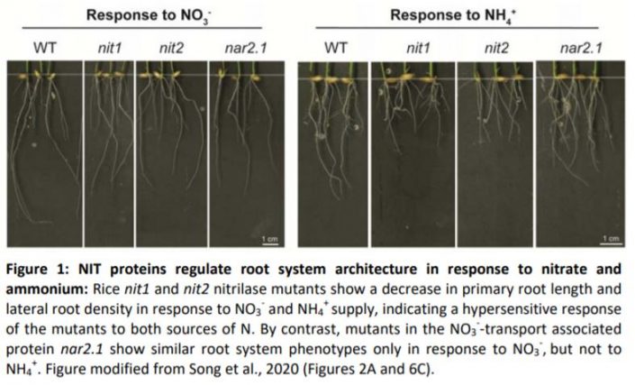 NIT proteins regulate rice root plasticity in response to nitrate and ...