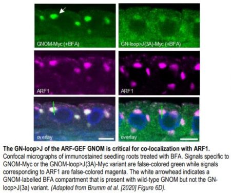 Close Encounters of the ARF Kind: Proximity-based ARF1 GTPase Activity ...