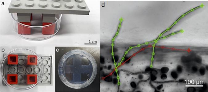 Pollen tubes use matrix rigidity to direct growth | Plantae
