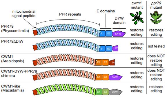 Plants (RNA) Editors: Testing for Conservation in RNA Editing in moss ...