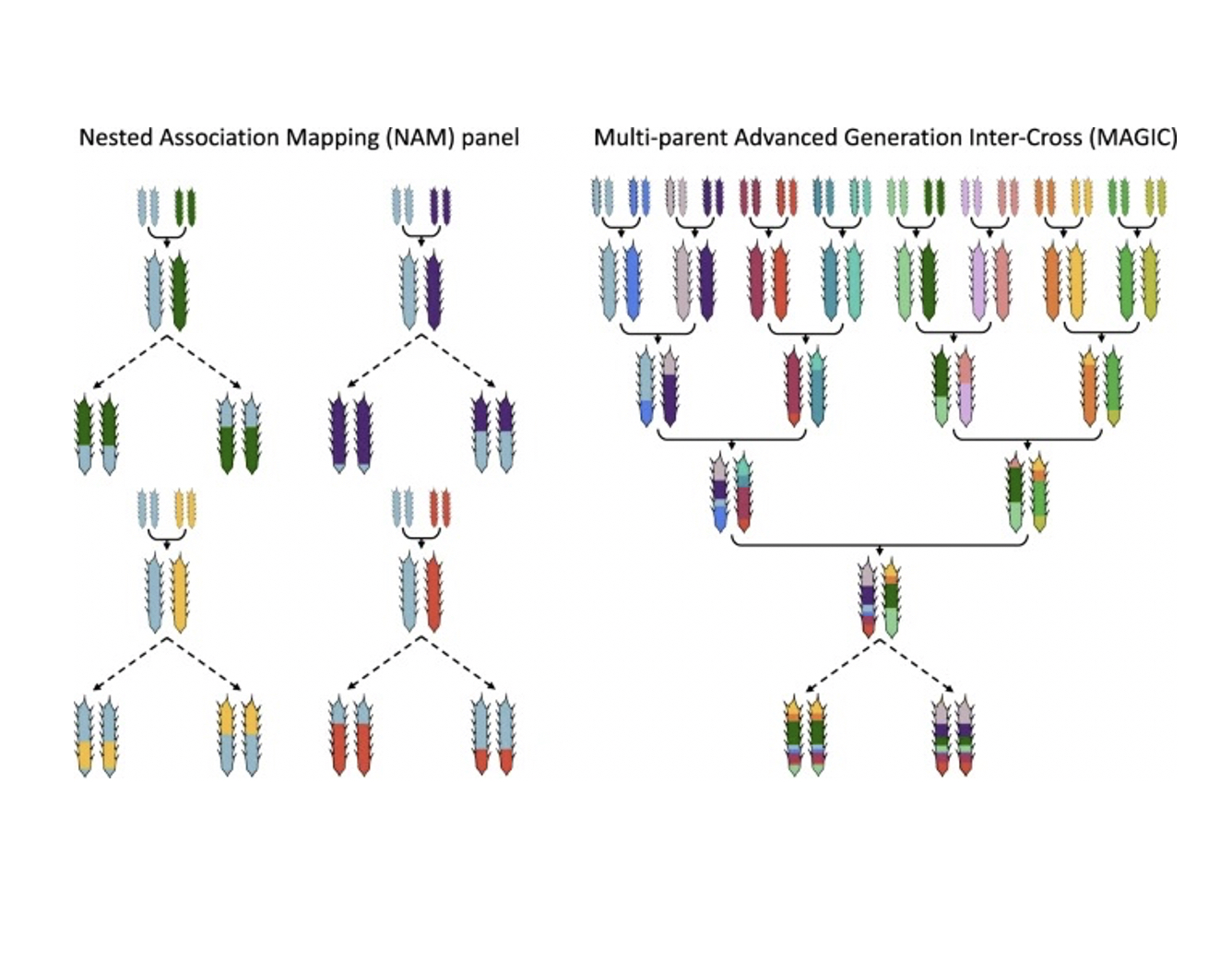 REVIEW: Multi-parent populations in crops: a toolbox integrating ...
