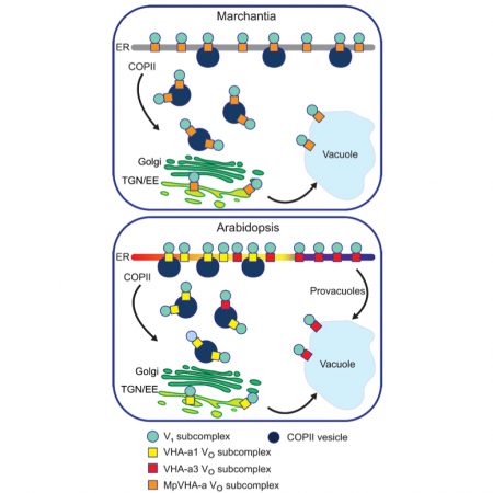Plantae | Tissue-specific Gene Elimination in Plants | Plantae