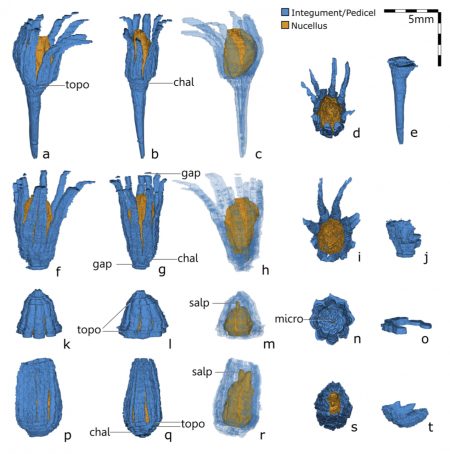 Ancient seeds reconstruction and the evolution of integuments (New ...