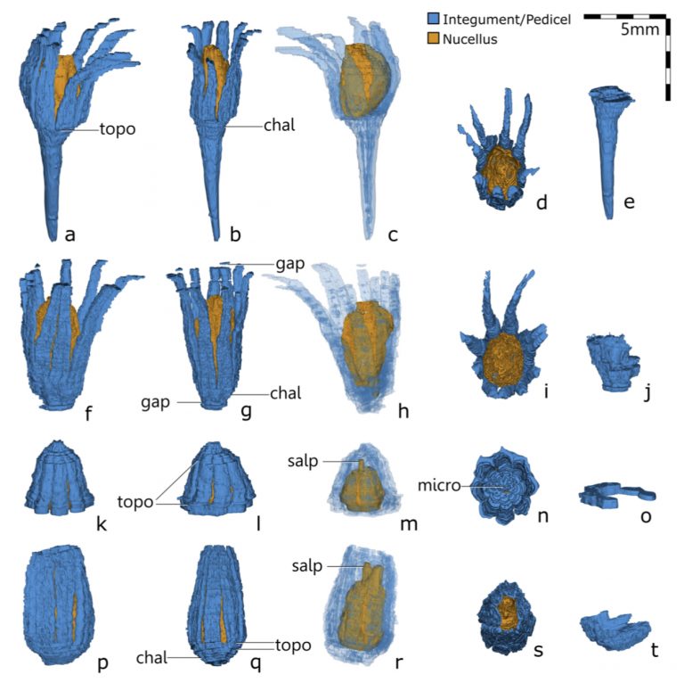 Epicotyl morphophysiological dormancy and storage behaviour of seeds of ...