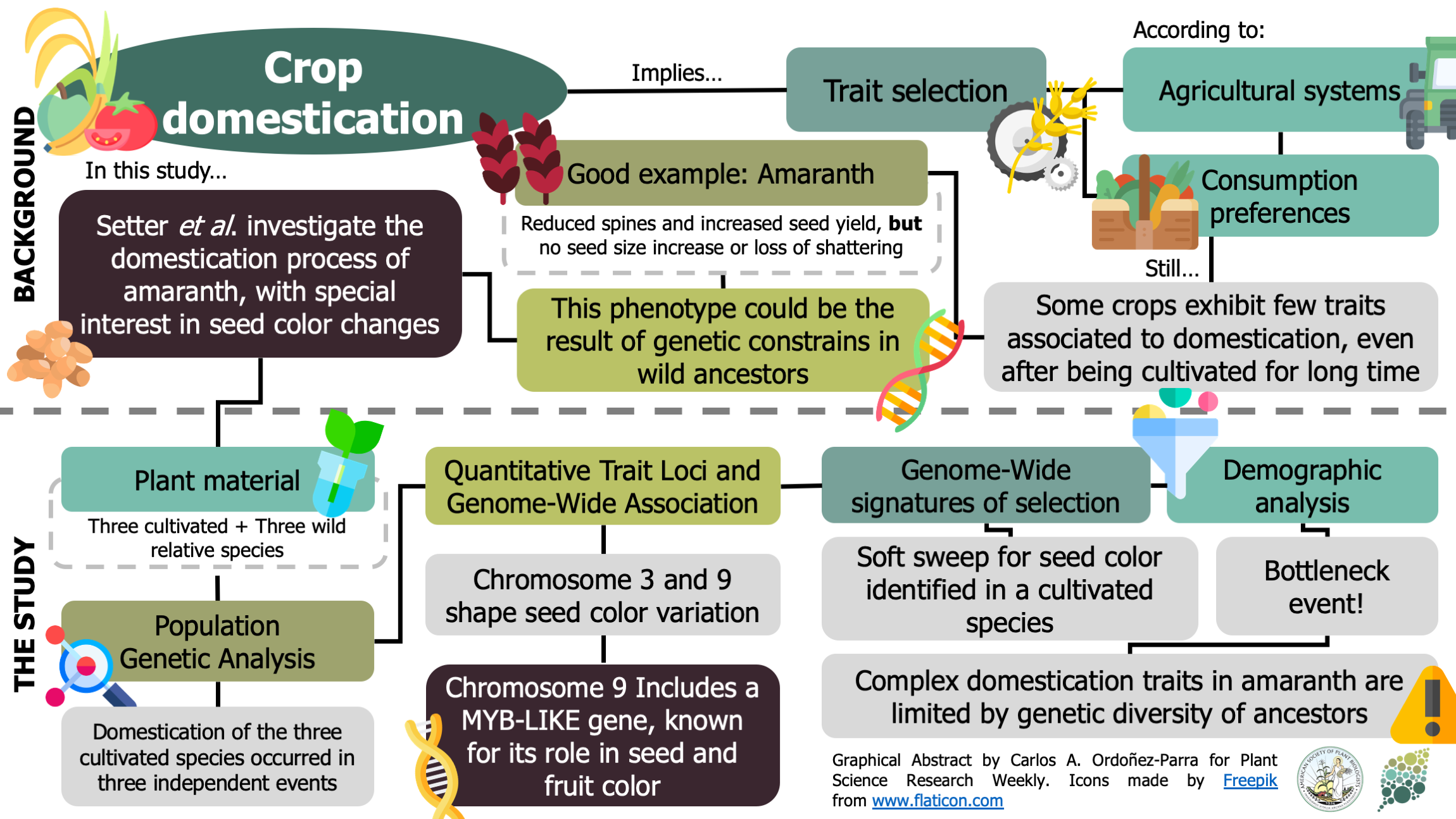 Parallel Seed Color Adaptation during Multiple Domestication Attempts ...