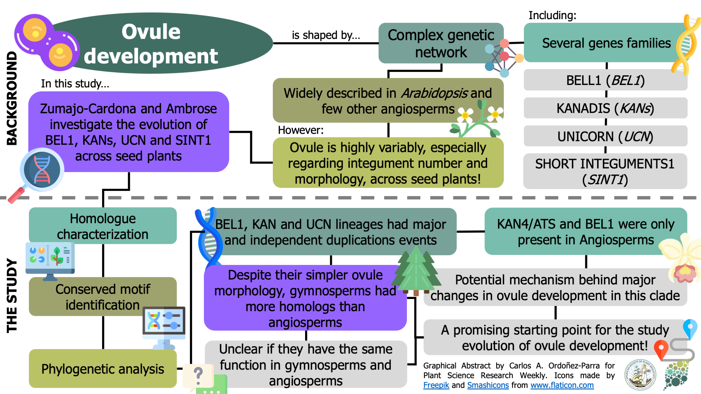 Phylogenetic analyses of key developmental genes provide insight into ...