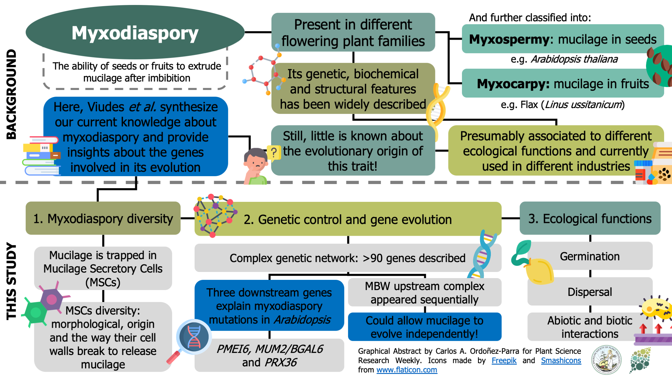 Review: Seed Mucilage Evolution: Diverse Molecular Mechanisms Generate ...